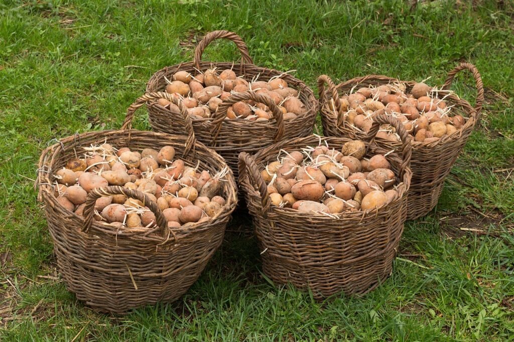 Potatoes - Trading World
